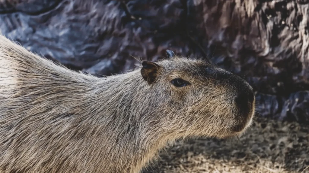 210 Unique Cool Capybara Names With Meanings 210 Unique Cool Capybara Names With Meanings