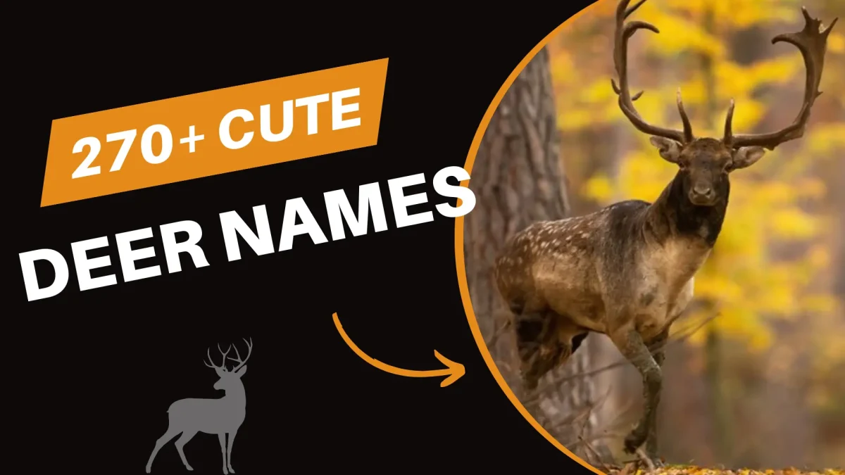 Name Deer The Deer With No Name (Head Reference) By Luckyfife - Fur