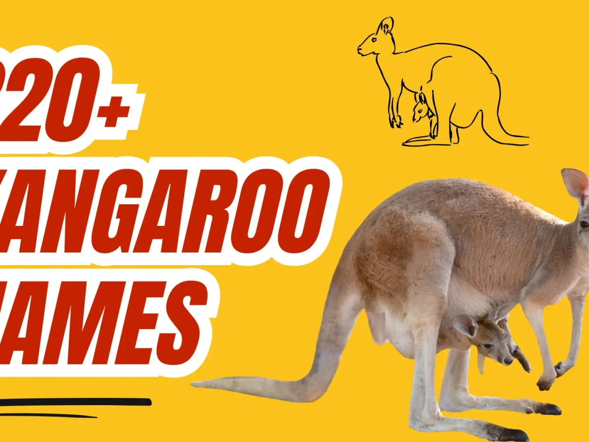 Cute Kangaroo Names Lawn Fawn Intro: Kanga Rrific, Kanga Rrific Add On